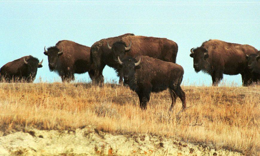Researchers Discover Herd of Genetically Pure Bison on Henry Mountains ...