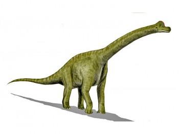 Teeth Thermometers Reveal Dinosaur Body Temperatures | The Epoch Times