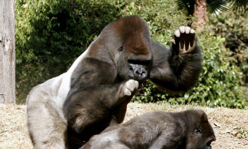 Endangered Gorilla Dies at Mexico City Zoo | The Epoch Times