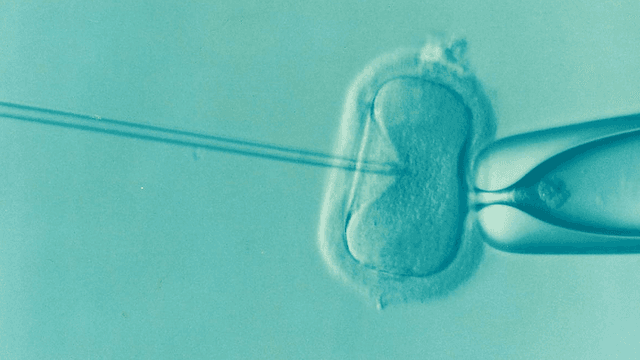 IVF Clinic in Australia Rocked by a Cyberattack | The Epoch Times