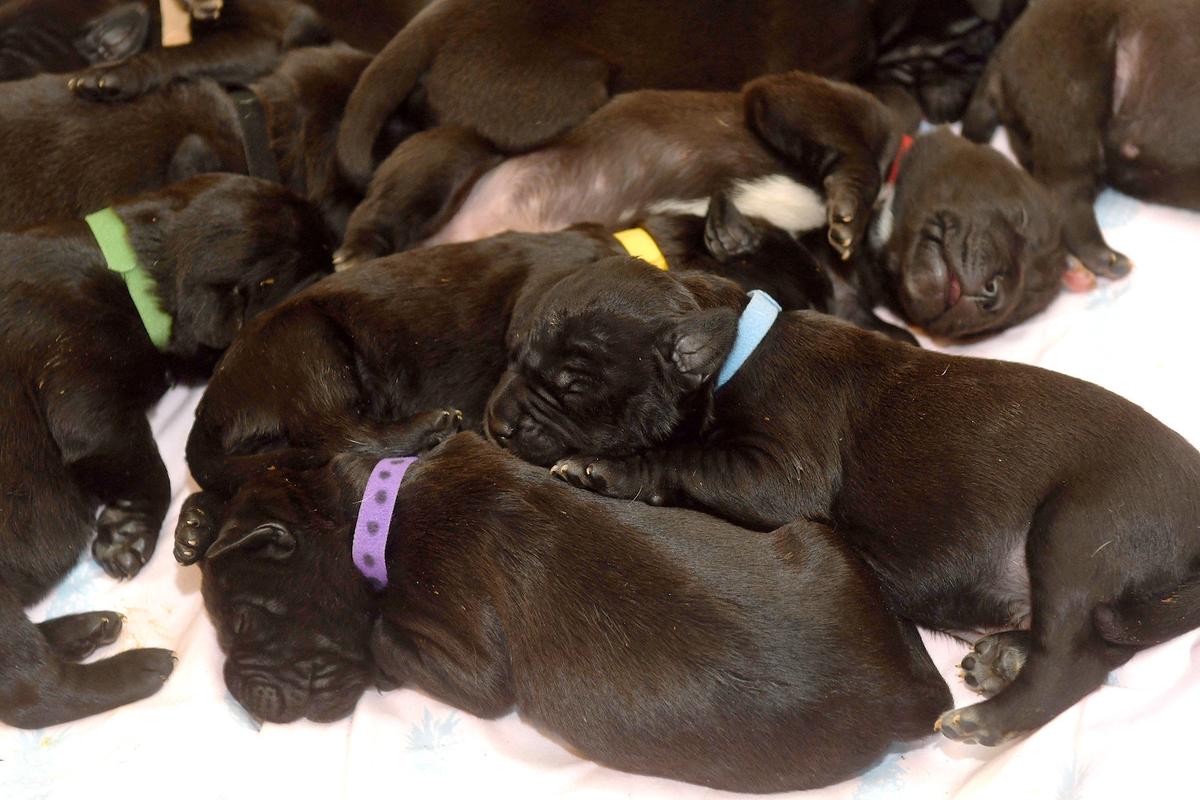 Dog Could Have Set a New World Record After Giving Birth Naturally to ...