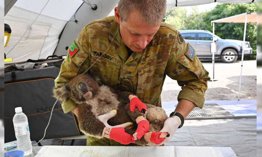 Australian Army Deployed to Lend a Helping Hand to Support Endangered ...