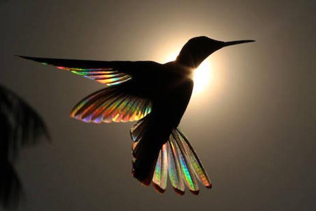 Photographer Captures Incredible Images of Hummingbird’s Wings Gleaming ...