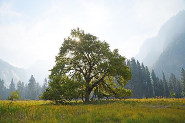 Liberty Tree: A Look at Thomas Paine’s Song Celebrating the Beauty of ...