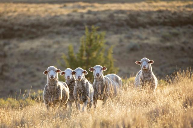 How an Oregon Sheep Ranch Is Carrying on the Heritage of American Wool ...