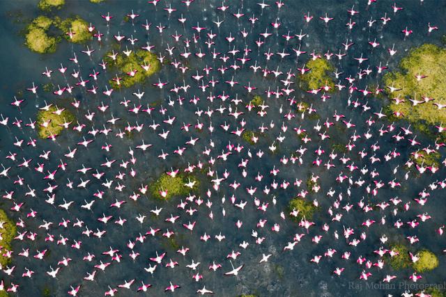 PHOTOS: Drone Images of India’s Great Flamingo Migration, Dangerous ...