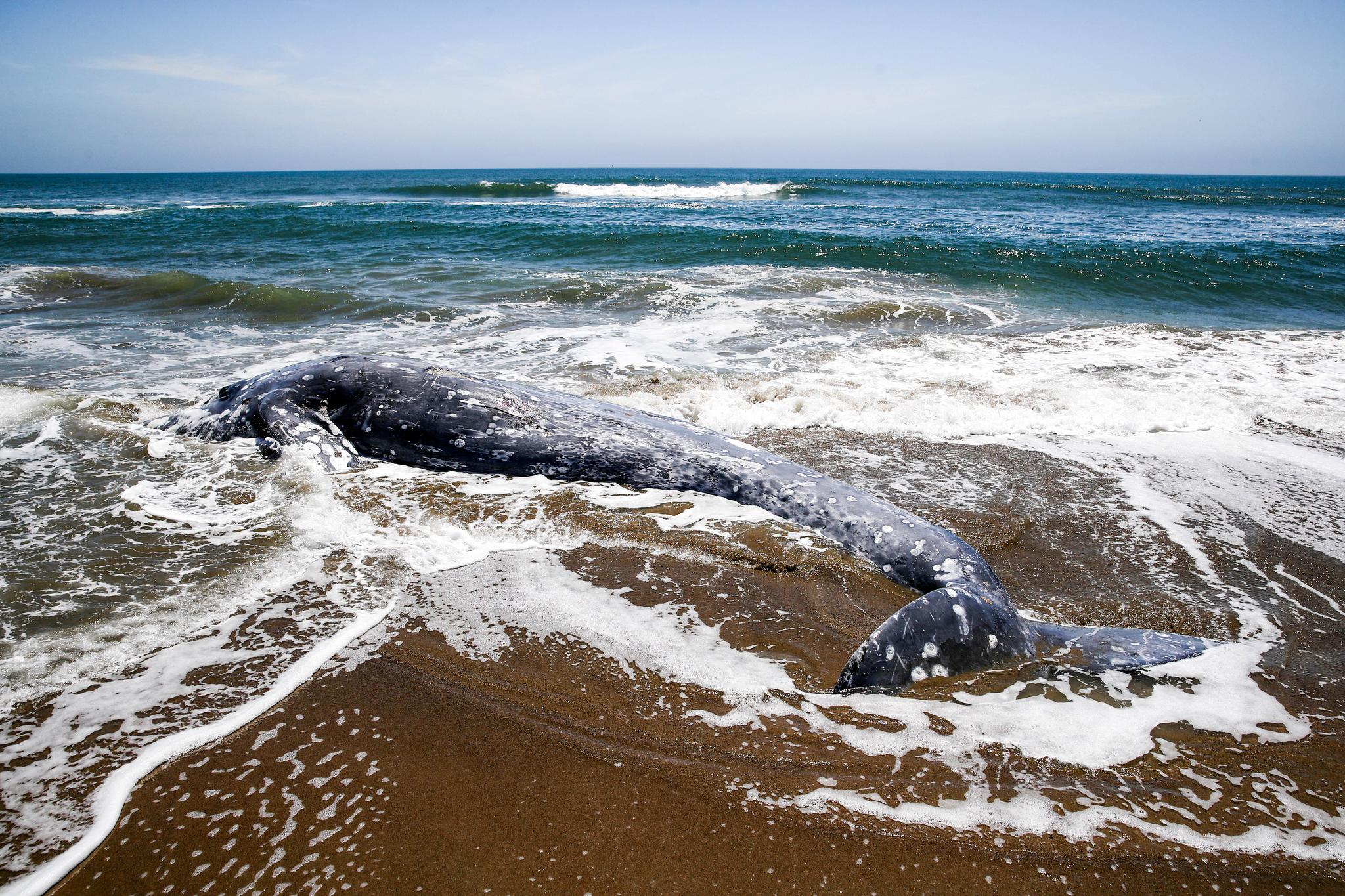Are Wind Turbines Killing These 100,000 Pound Mammals? | The Epoch Times