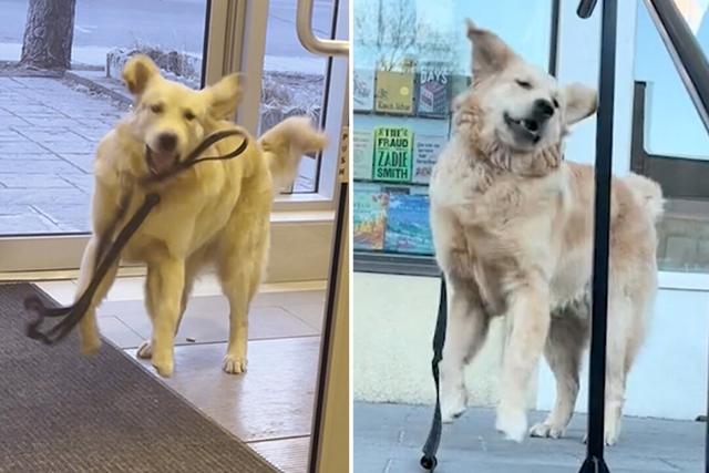 Hilarious Video Captures Golden Retriever Throwing Temper Tantrums When ...