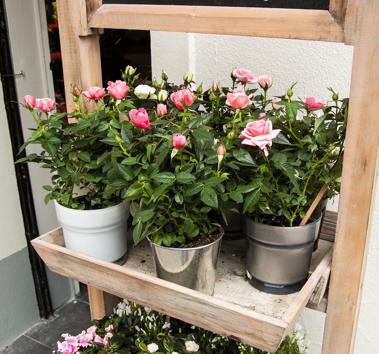 Yes, You Can Grow Roses—It’s Not as Complicated as You Think | The ...