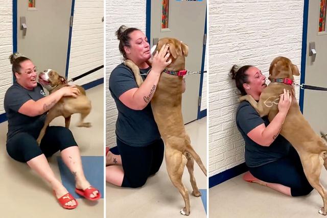 Heartwarming Video: Emotional Support Dog Reunites With Owner After ...