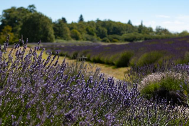 In Photos: The Lavender Capital of America | The Epoch Times