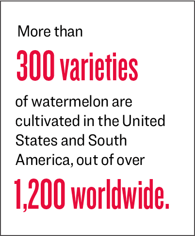 How to Pick the Perfect Watermelon, According to Farmers Who Grow Them ...