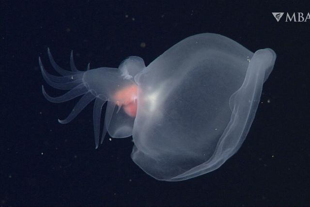 California Scientists Discover New Species of ‘Mystery Mollusks’ in ...