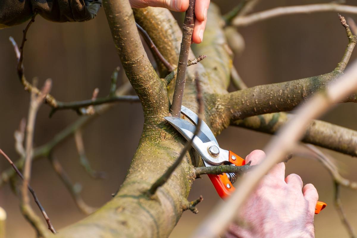 The Best Time to Prune Spring-Blooming Shrubs and Trees | The Epoch Times