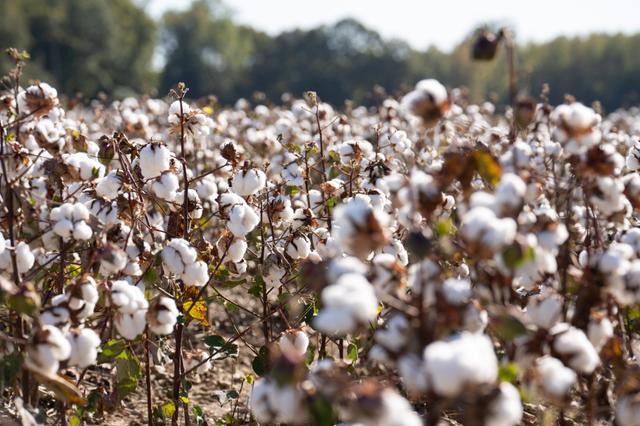 US Launches ‘Great American Cotton Plan’ to Boost Cotton Over Synthetic ...