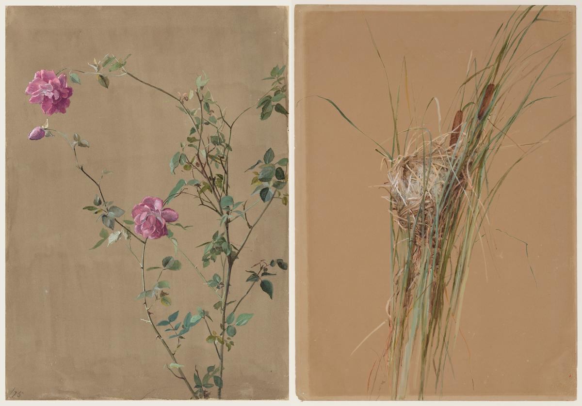 Capturing the Quiet World: The Watercolors of Fidelia Bridges | The ...
