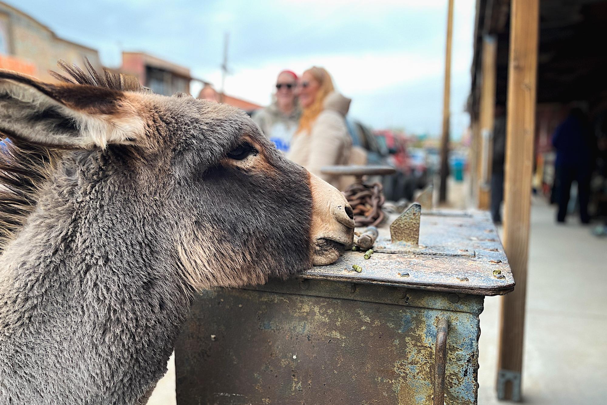 Wild Donkeys Reign Supreme in Tiny Arizona Town | The Epoch Times