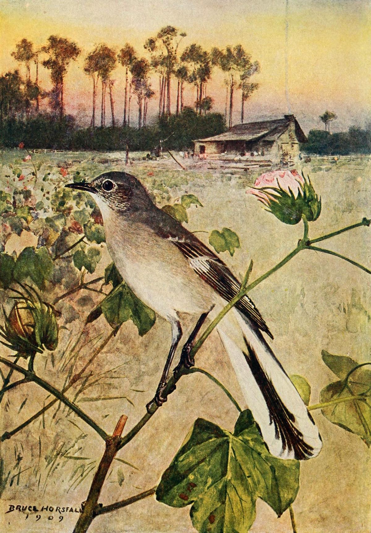 ‘King of Song’: The Northern Mockingbird | The Epoch Times
