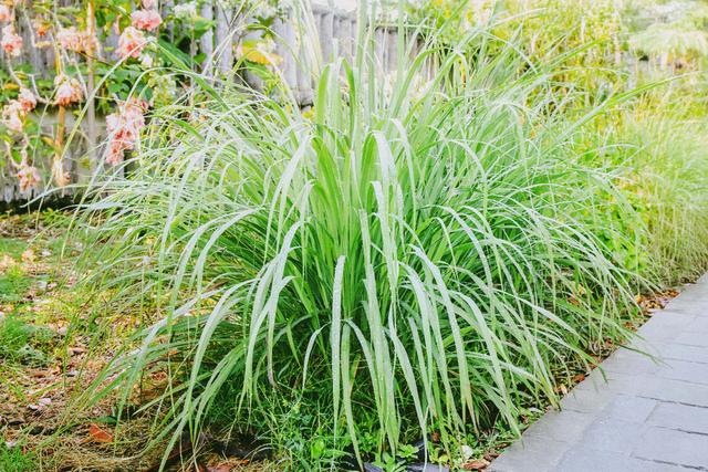 Lemongrass Shows Anti-Cancer Potential Without Harming Healthy Cells ...