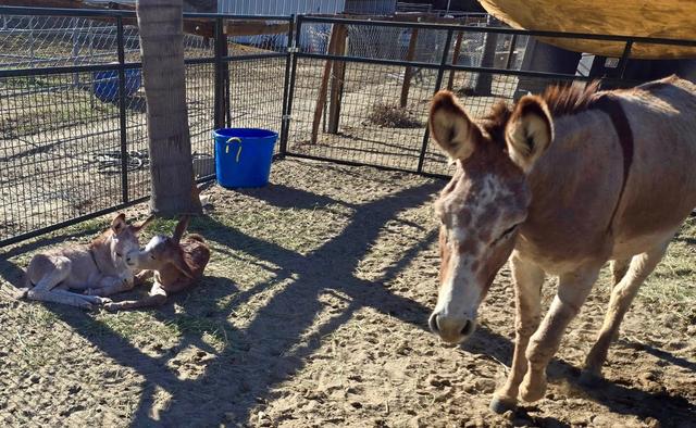 Mysterious Attacks on Wild Donkeys in California Prompt Calls for ...