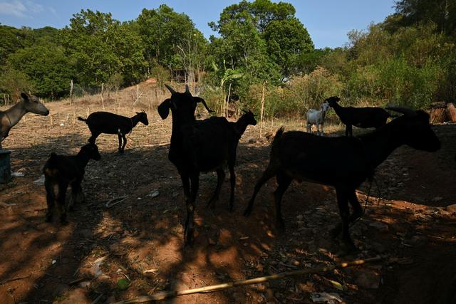 Flesh-Eating Screwworm Detected 25 Miles From US Border in Mexico, USDA ...