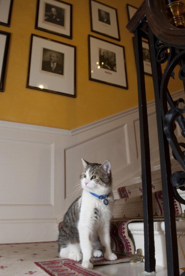 Larry the Cat: 10 Downing Street Appoints a Cat Named Larry | The Epoch ...