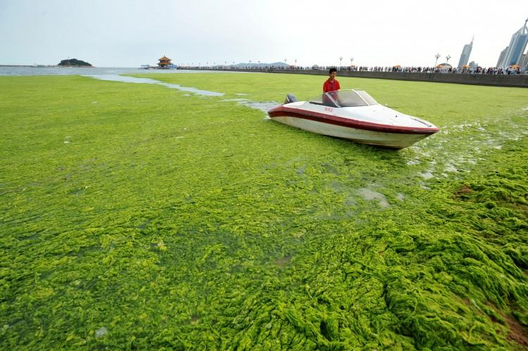 Chinese Coast Hit by Mass Algae Blooms (Photos) | The Epoch Times