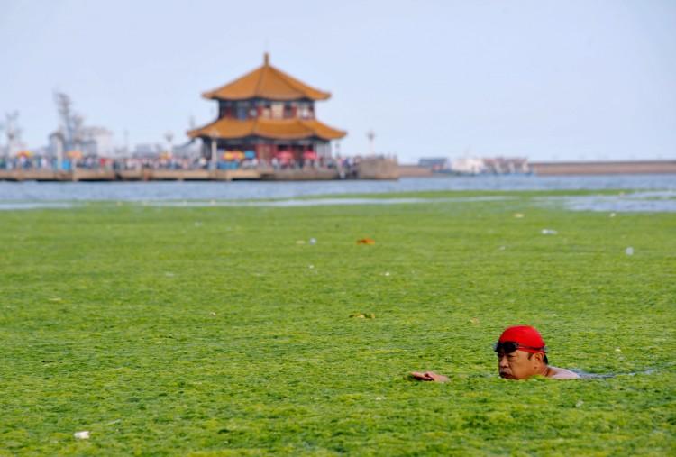 Chinese Coast Hit by Mass Algae Blooms (Photos) | The Epoch Times
