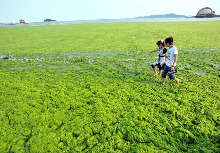 Chinese Coast Hit by Mass Algae Blooms (Photos) | The Epoch Times