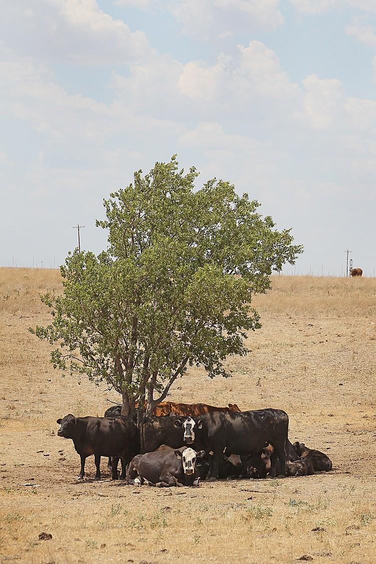 Texas Farms Struggle for Survival in Record Drought | The Epoch Times