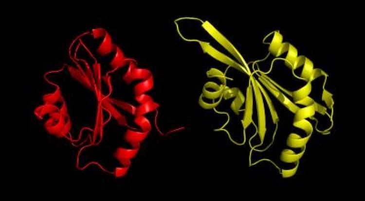 Malaria Protein Changes Understanding of How Cells Move | The Epoch Times