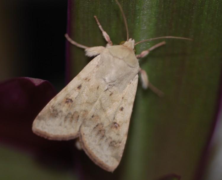 Female Pheromone Can Detrimentally Distract Male Moths | The Epoch Times