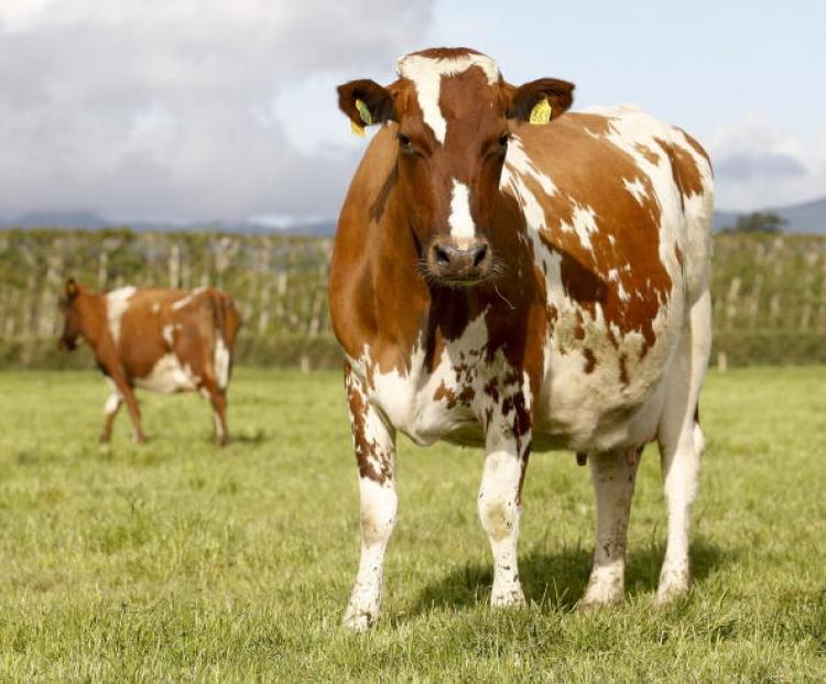 ‘Callous’ Farming Practice Damaging Warn Critics | The Epoch Times
