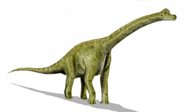 Teeth Thermometers Reveal Dinosaur Body Temperatures | The Epoch Times