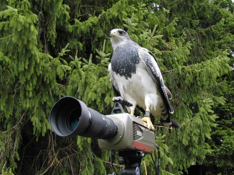 Dutch Public Invited to Use High-Speed Cameras | The Epoch Times