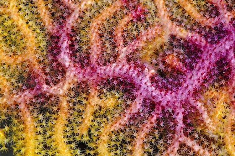 SCIENCE IN PICS: Sea Fan in Close-Up | The Epoch Times