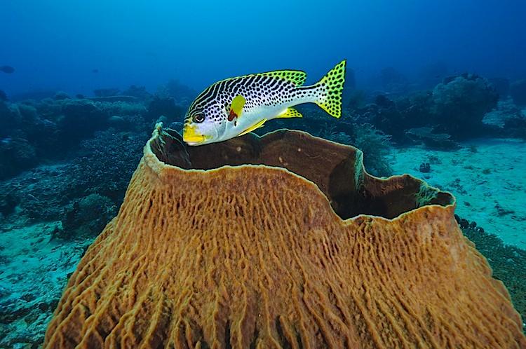 SCIENCE IN PICS: Oriental Sweetlips Shelters in Sponge | The Epoch Times