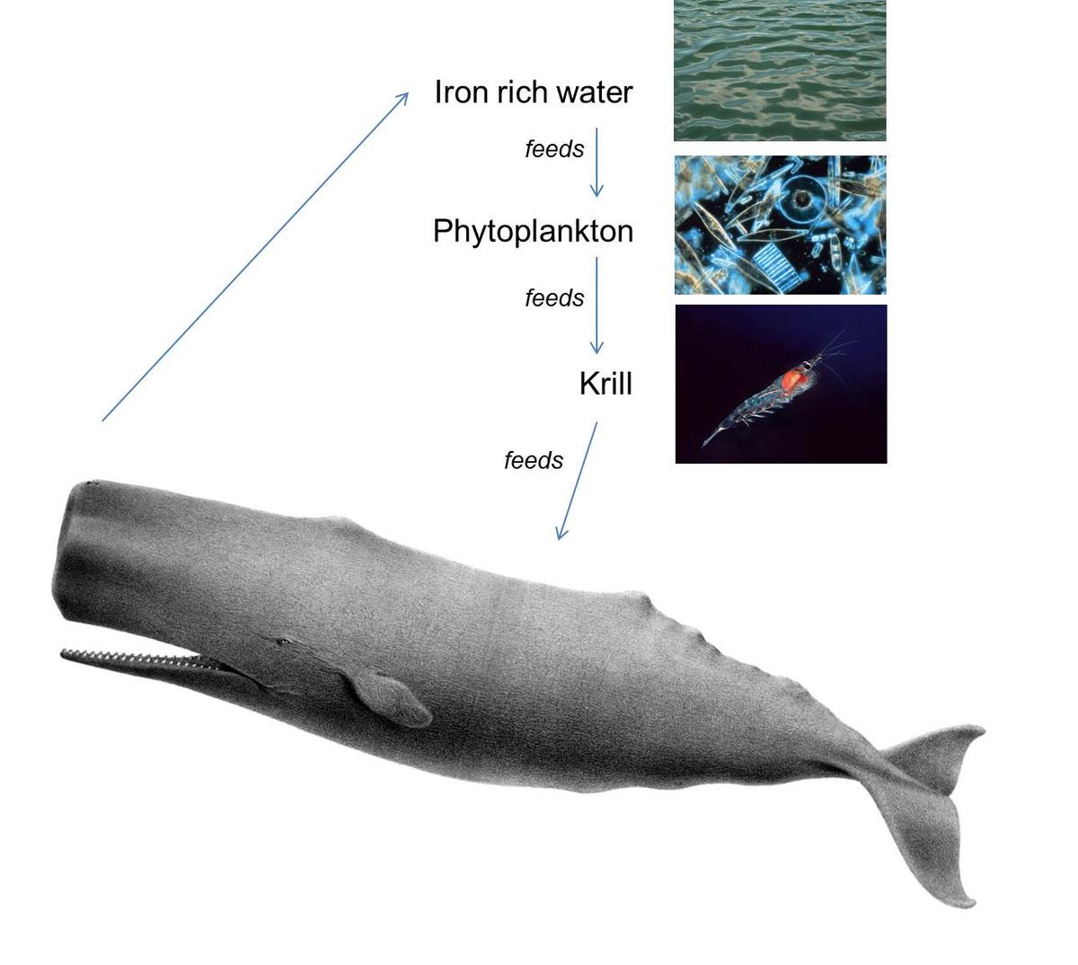 How Whale Feces Helps You Breathe | The Epoch Times