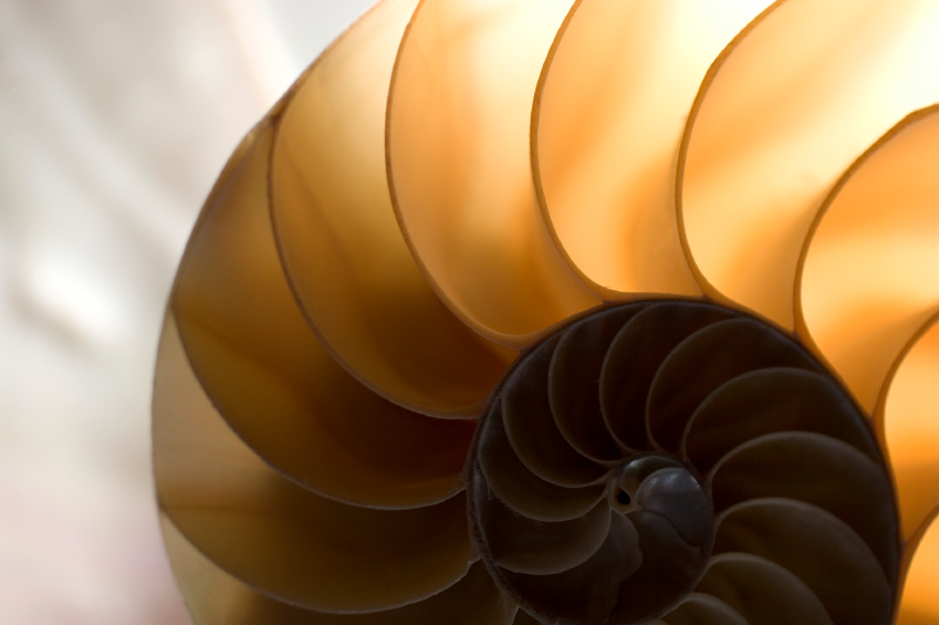 The Divine Proportion: An Indecipherable Code | divine proportion | The ...