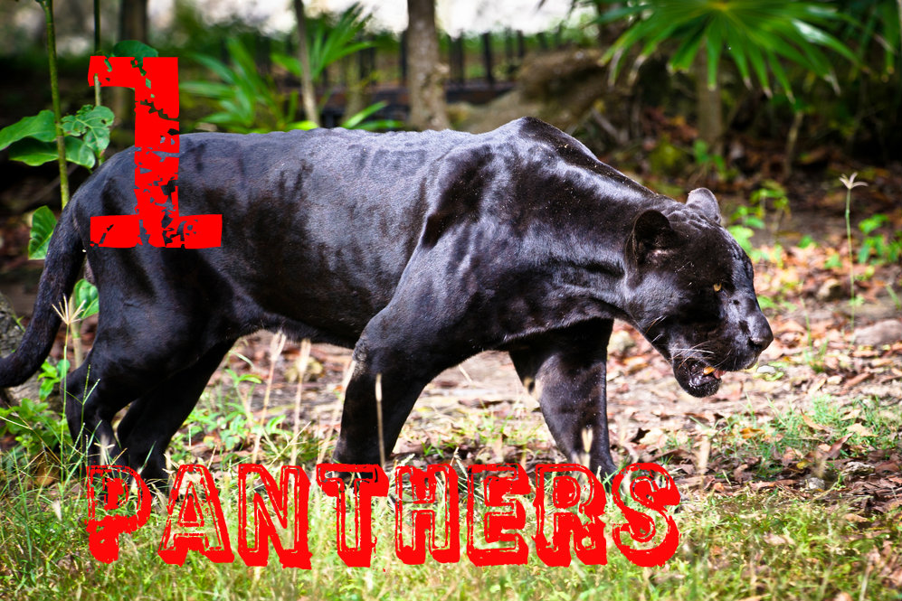 6 Amazing Stories of Children Raised by Animals | The Epoch Times