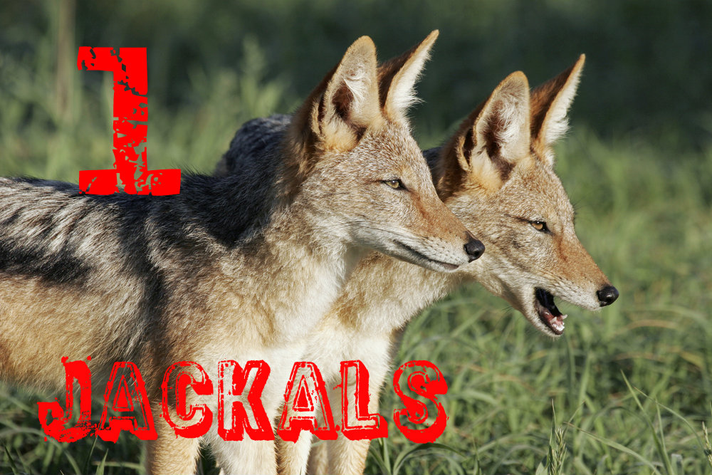 6 Amazing Stories of Children Raised by Animals | The Epoch Times