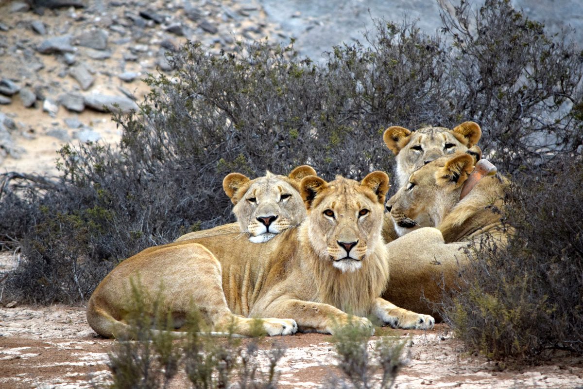 Namibia’s Desert Lions | lions | tourism | The Epoch Times