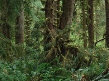 Hoh River: Conservation Success in Washington State | The Epoch Times