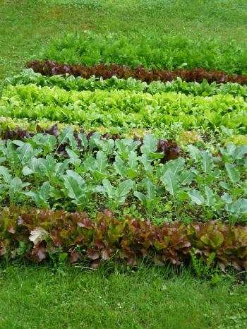 Zero Mile Diet Fosters Greater Food Self-Sufficiency | The Epoch Times