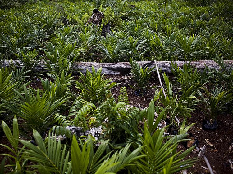 Genetically Altered Trees Could Save Climate | The Epoch Times