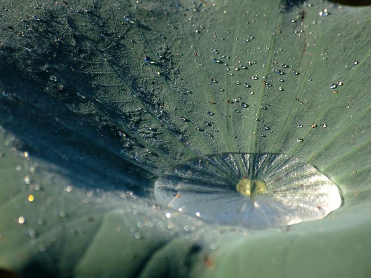 Secret Behind Lotus’s Self-Cleaning | The Epoch Times