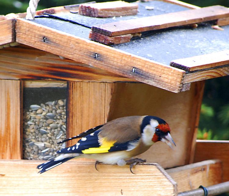 Thoughtful Tips for Protecting Songbirds | The Epoch Times