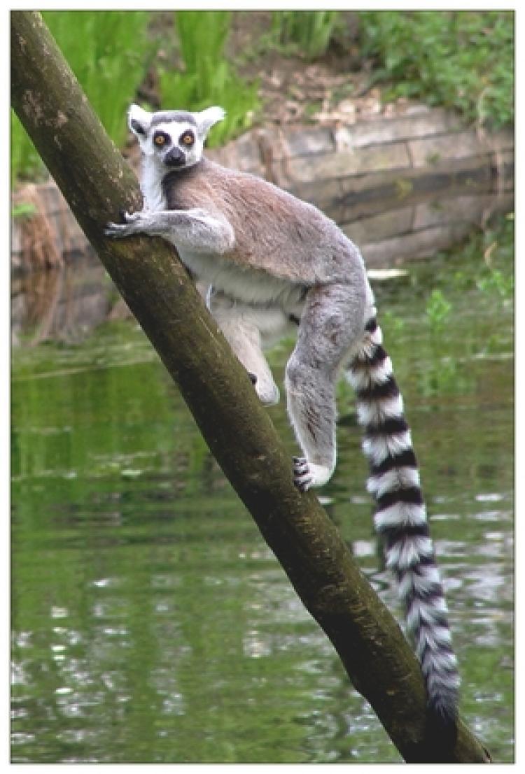 Illegal Logging Driving Lemurs to Extinction in Madagascar | The Epoch ...
