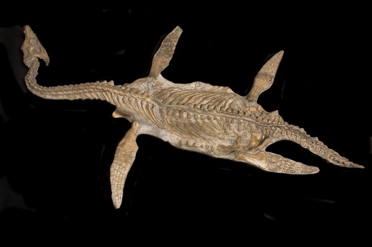 Oil Sands Plesiosaur Fossil Needs Years of Work: Curator | The Epoch Times