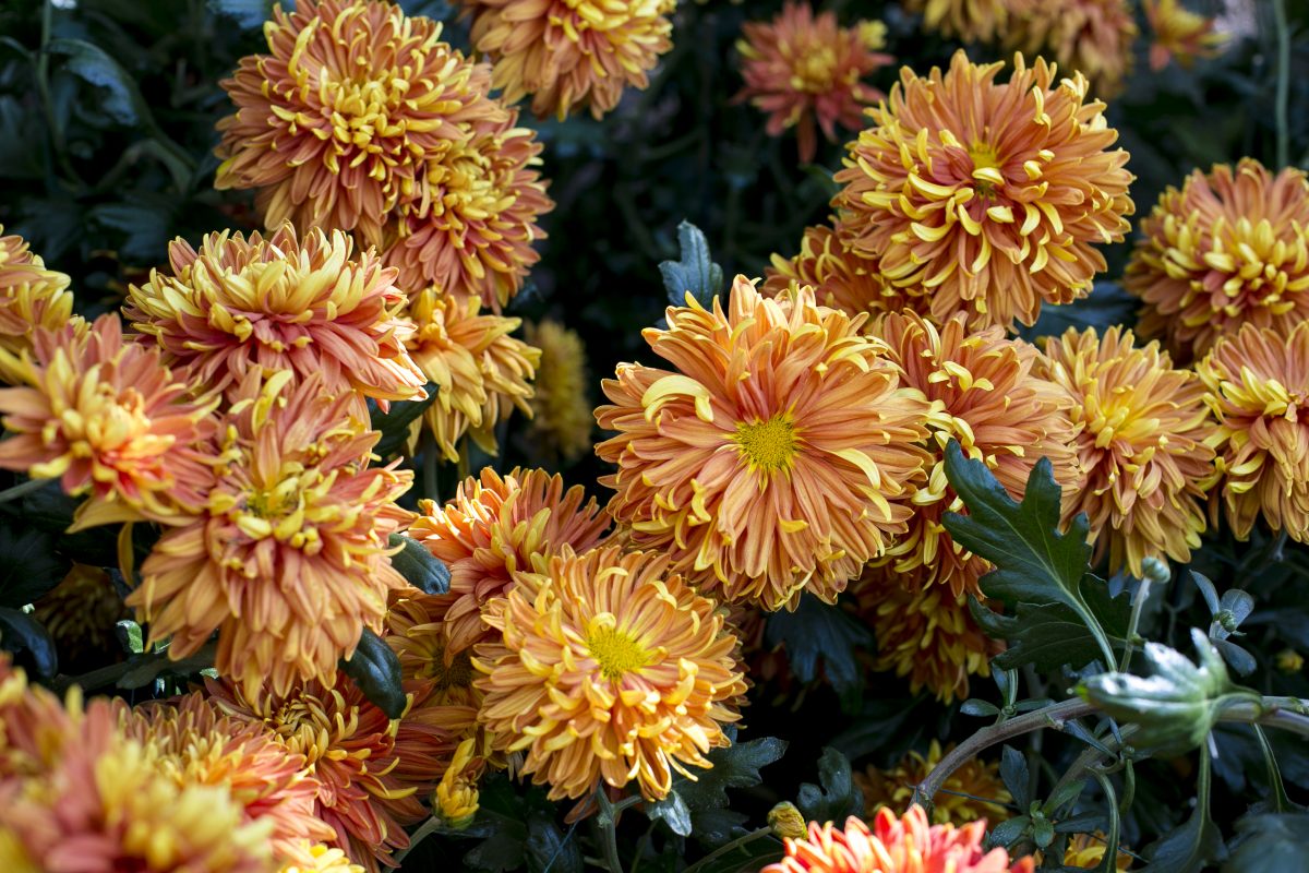 Fall Blooms: NYBG’s Kiku Exhibition Breathes New Life Into Centuries ...